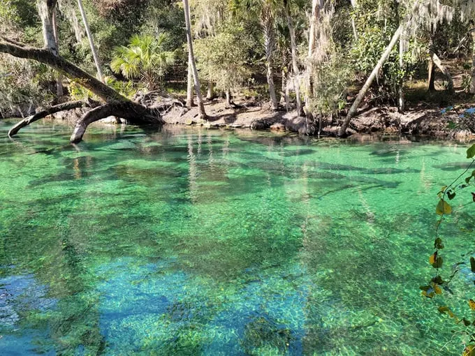 blue spring state park 1