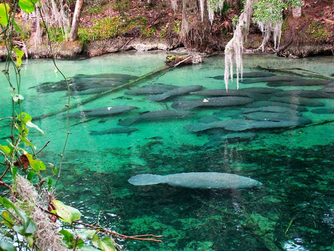 blue spring state park 4