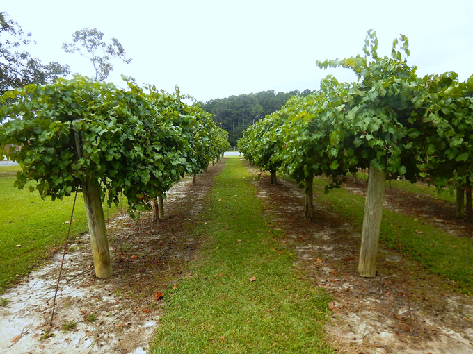 chautauqua vineyards and winery 2
