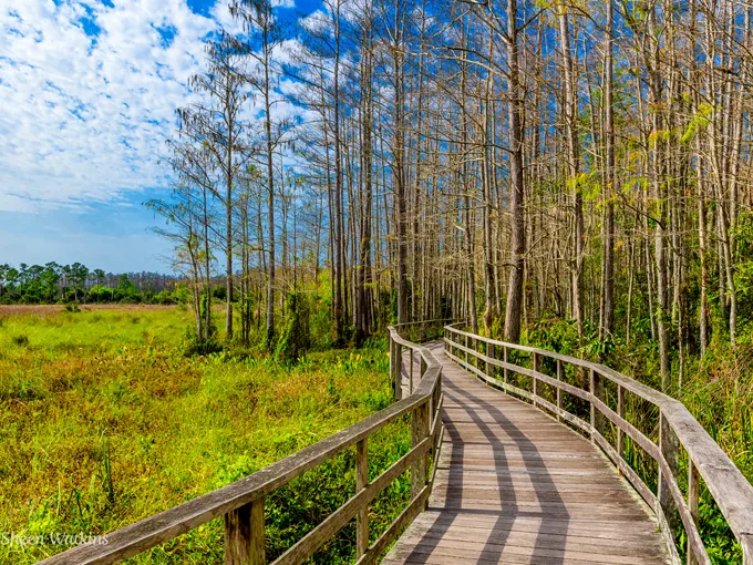 Corkscrew Swamp Sanctuary 1