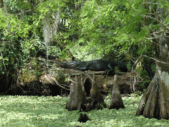 Corkscrew Swamp Sanctuary  3