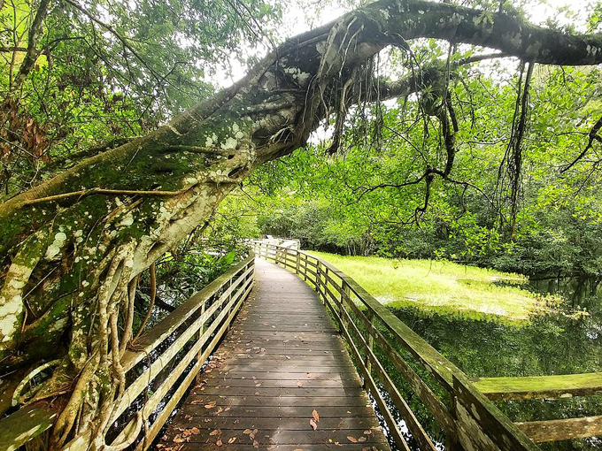 Corkscrew Swamp Sanctuary  4