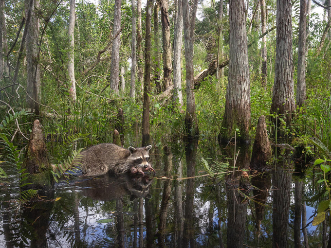 Corkscrew Swamp Sanctuary  8