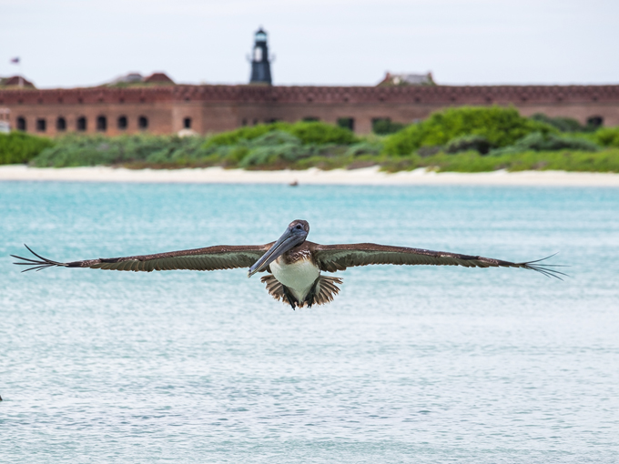 dry tortugas national park 5