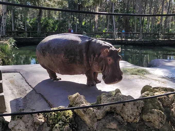 ellie schiller homosassa springs wildlife state park 1