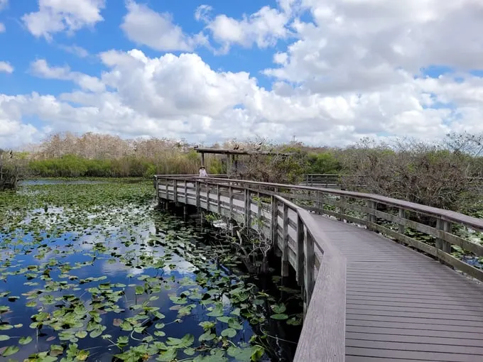 everglades national park 1