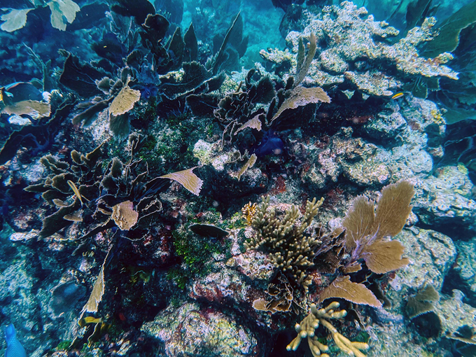 great florida reef