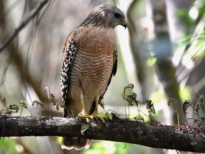 Hillsborough River State Park 5