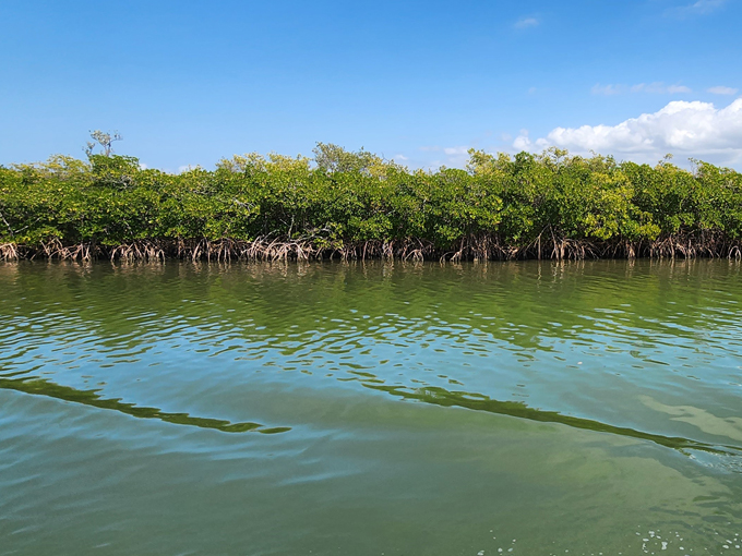 mangrove meanderings