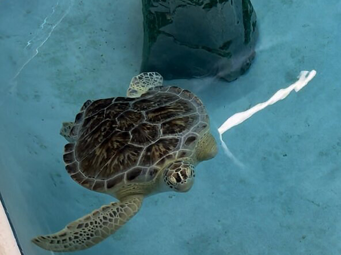 navarre beach sea turtle conservation center 9