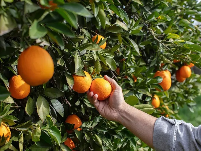orange