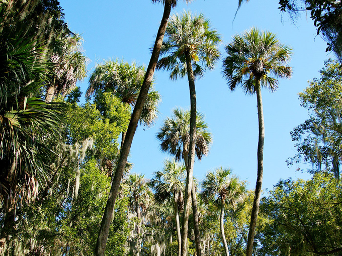 palm island park 6