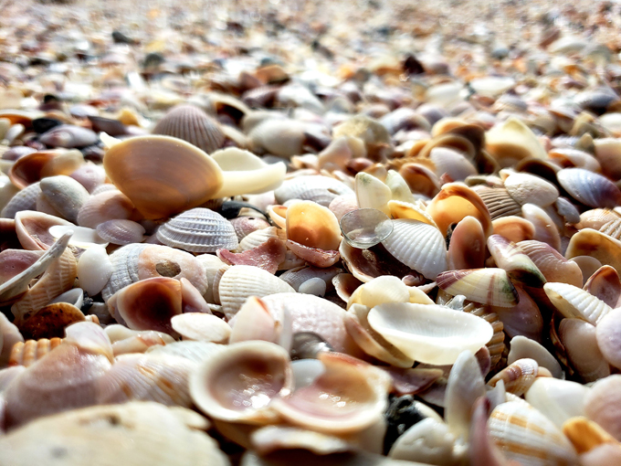 shell seekers paradise