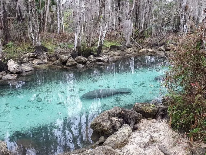 three sisters springs 1