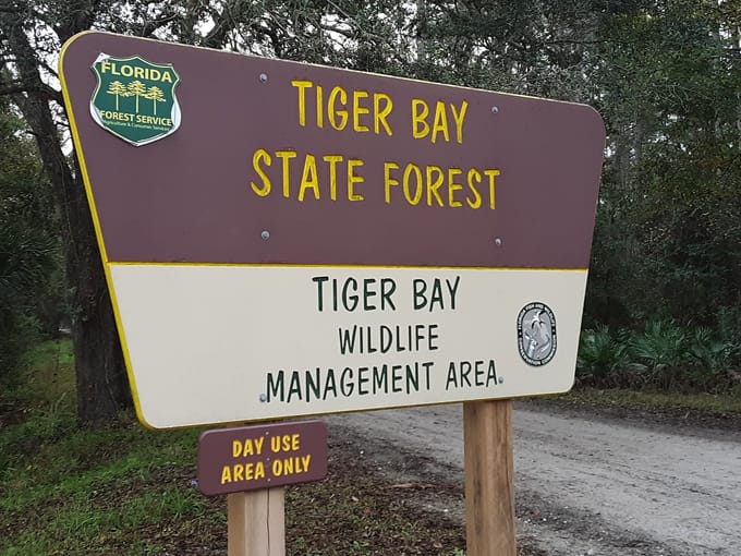 tiger bay state forest 1