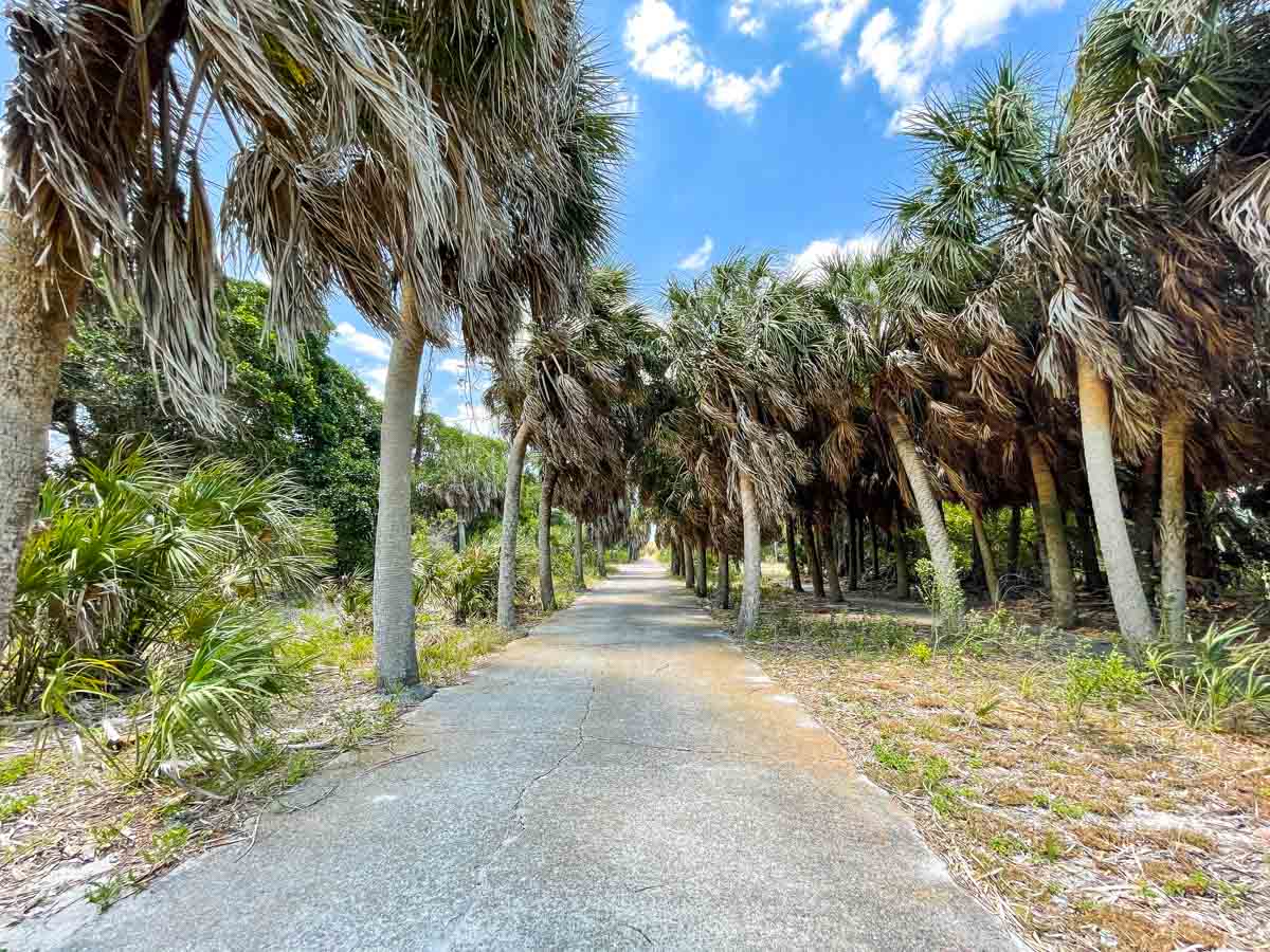 a pathway lined with palm trees
