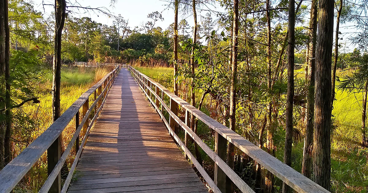 enchanted ancient florida forest ftr