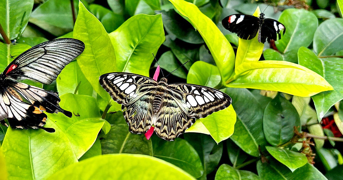 enchanting butterfly conservatory florida ftr