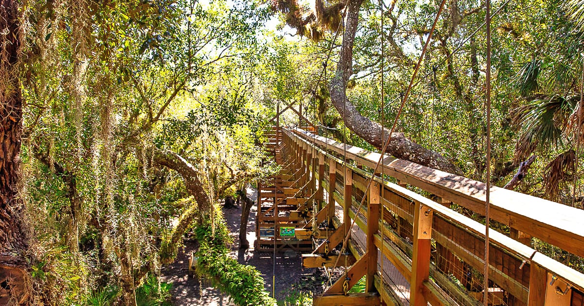 florida walkway above trees ftr