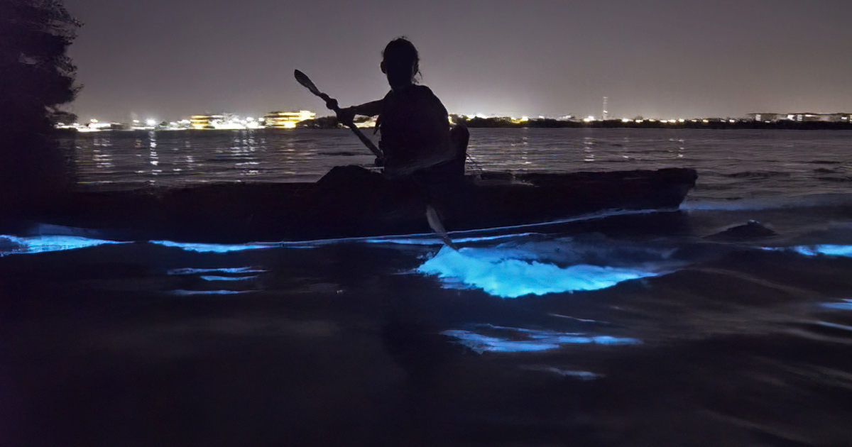 nighttime kayak adventure florida ftr