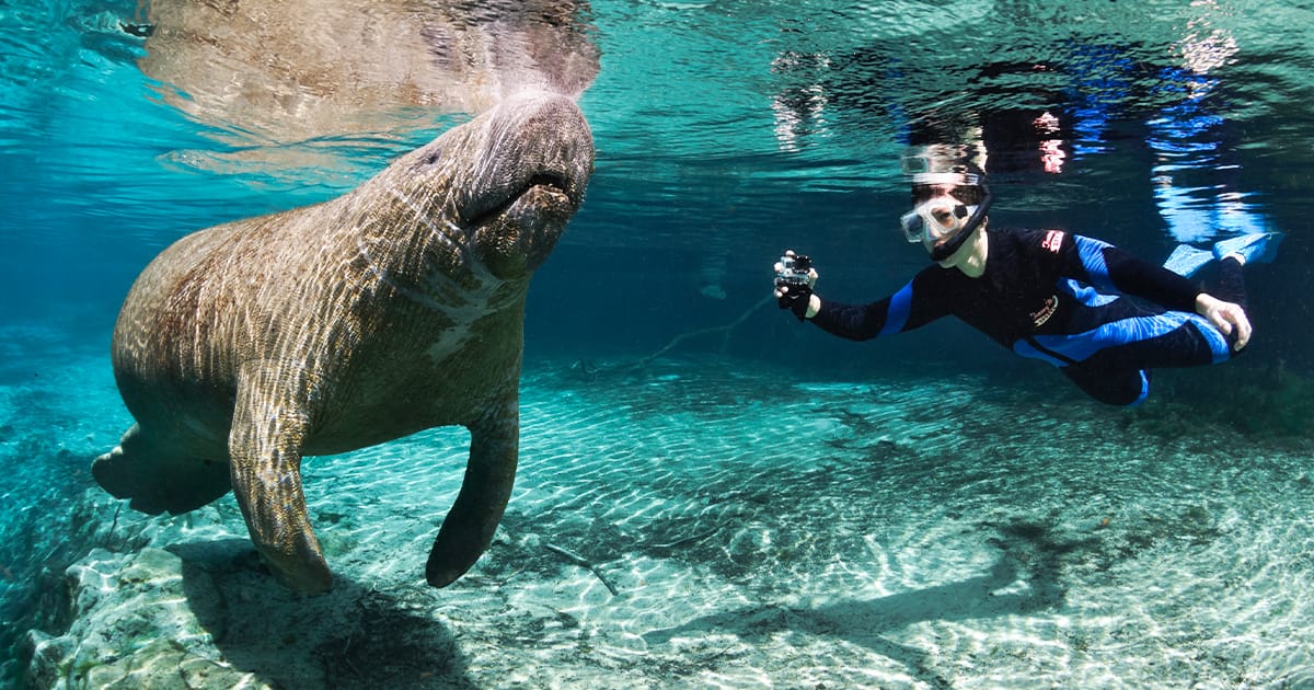 swimming with manatees florida ftr
