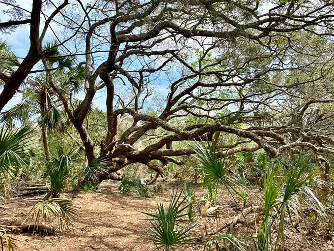 ancient dunes trail