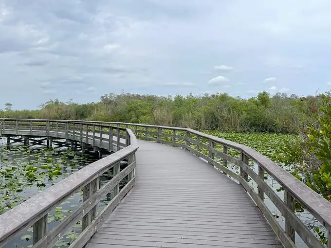 anhinga trail 2