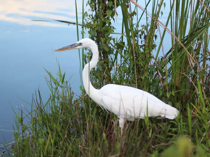 anhinga trail 4