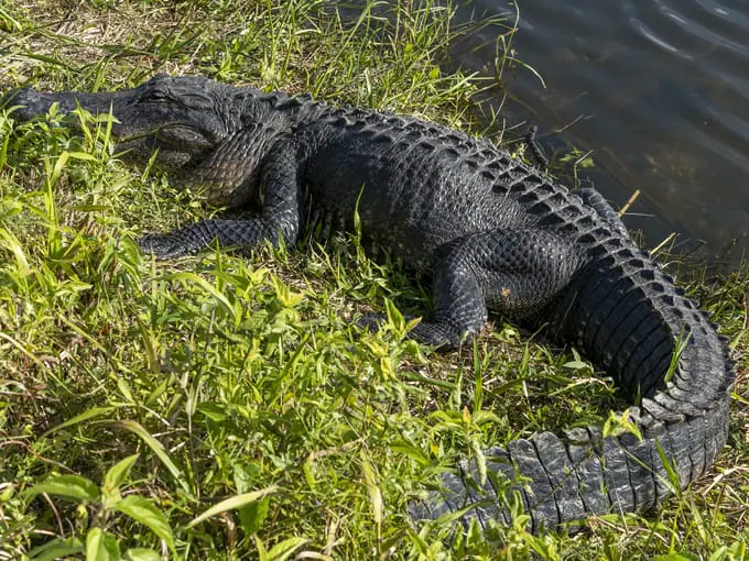 anhinga trail 5