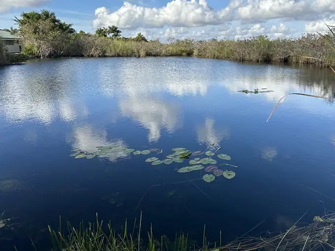 anhinga trail 8