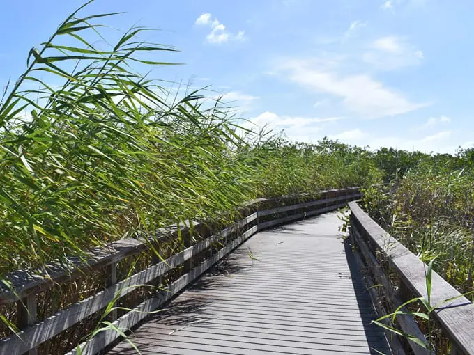 anhinga trail 9