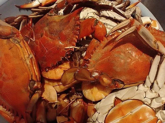 apalachicola 5