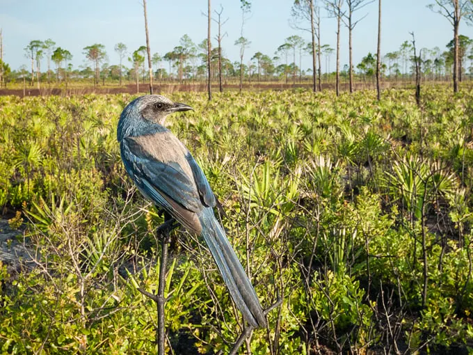 archbold biological station 3