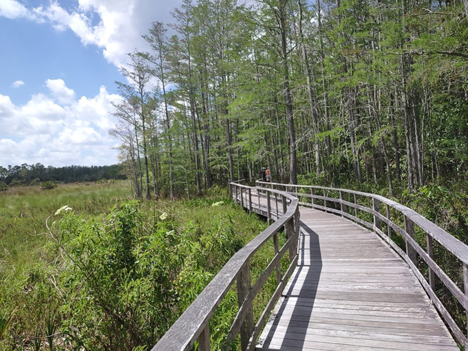 audubon corkscrew swamp sanctuary 1