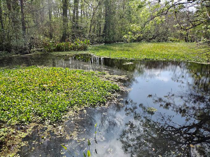 audubon corkscrew swamp sanctuary 2