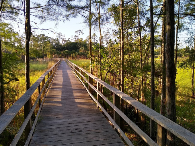 audubon corkscrew swamp sanctuary 3