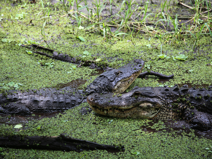audubon corkscrew swamp sanctuary 4