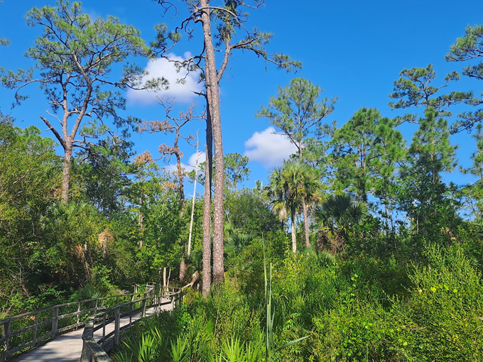 audubon corkscrew swamp sanctuary 5