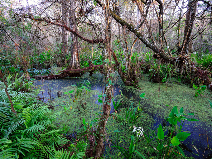 audubon corkscrew swamp sanctuary 8