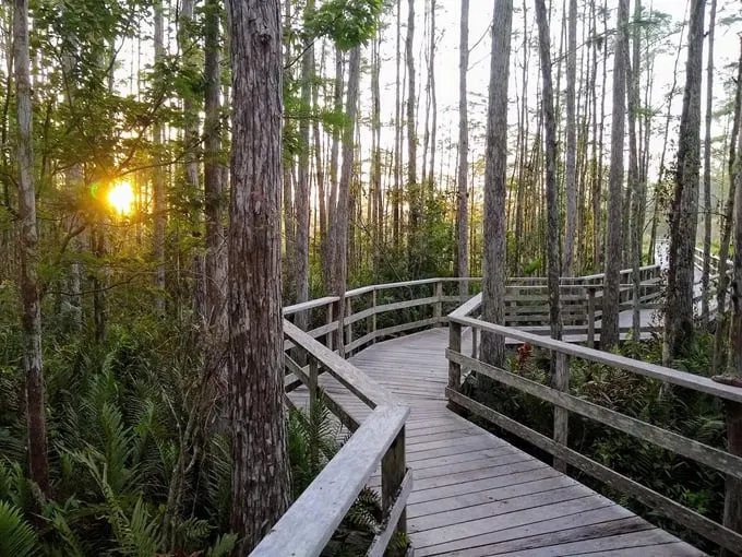 audubon corkscrew swamp sanctuary 9