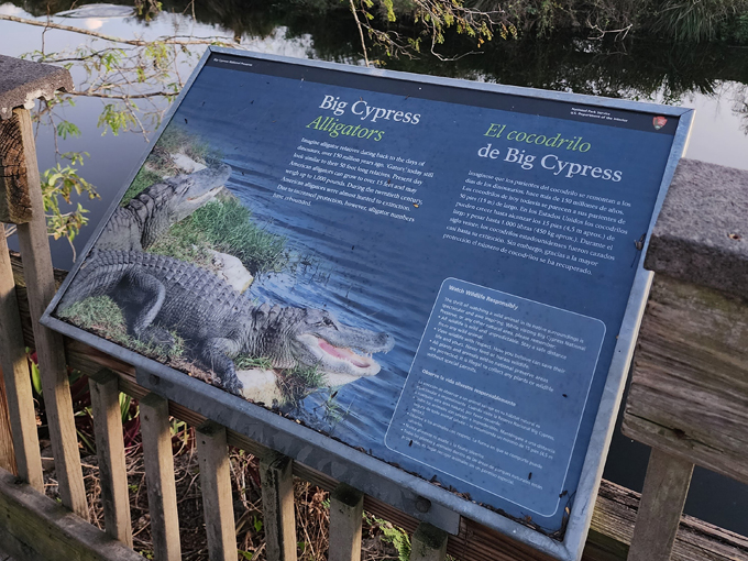 big cypress national preserve 9