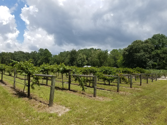 bluefield estate winery 3