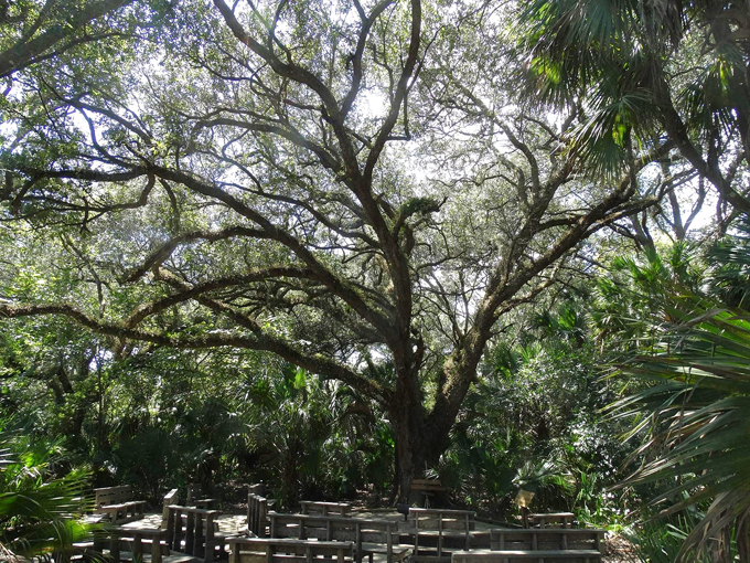 brevard county enchanted forest sanctuary 4