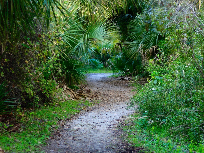 brevard county enchanted forest sanctuary 8