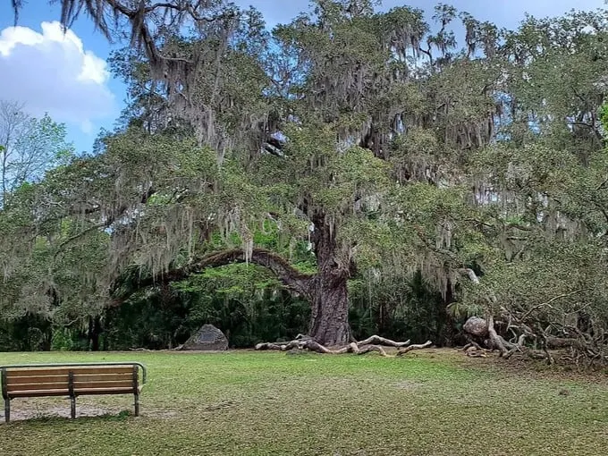 bulow creek state park 1