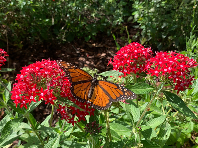 butterfly garden at the florida botanical gardens 2