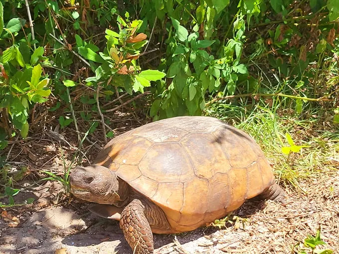canaveral national seashore 3
