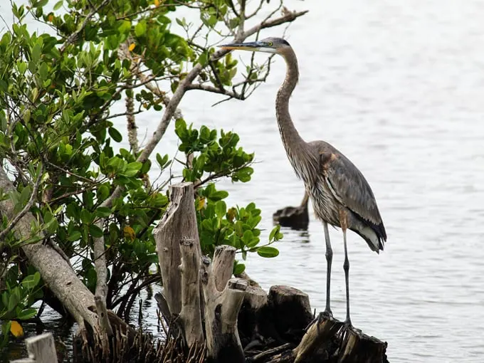 canaveral national seashore 4