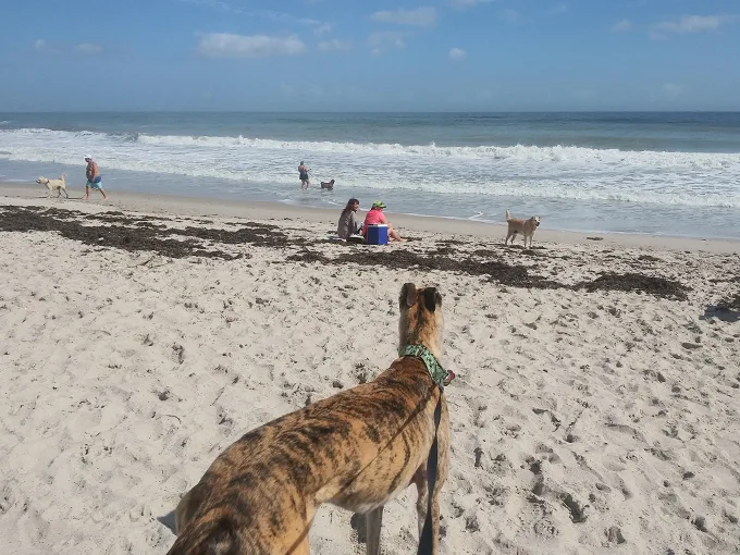 canova beach park 4