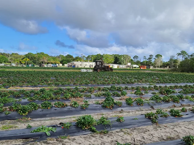 countryside family farms 1